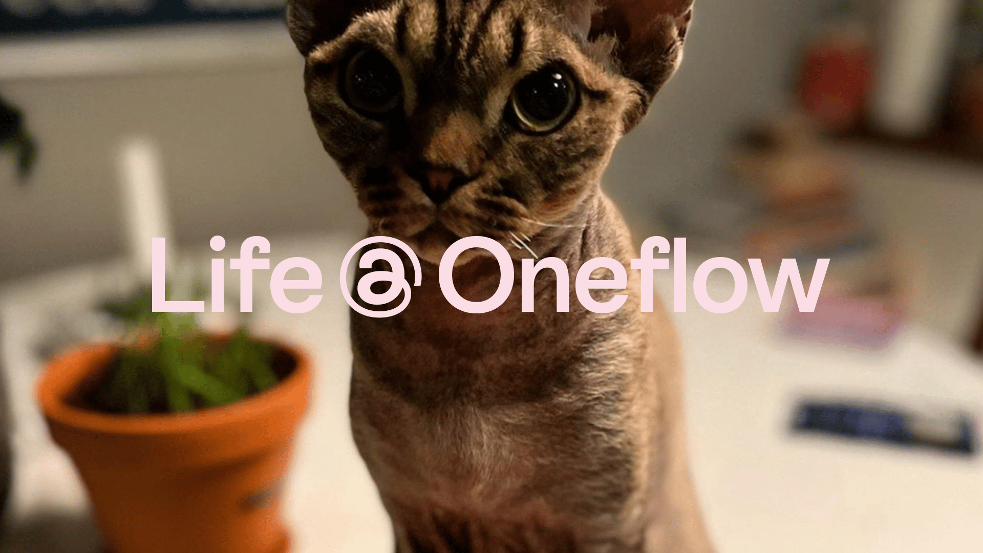 Life at Oneflow - Emilia Wikstedt - Oneflow